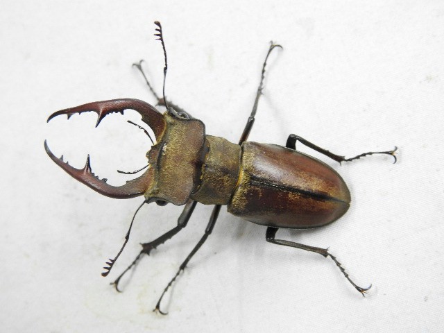 クワガタ・カブト・昆虫専門店『ドルクスグッズ